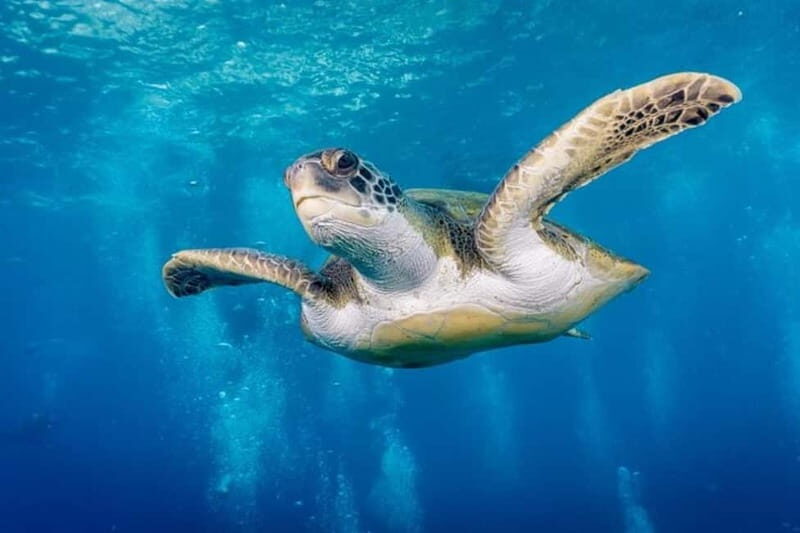 S Tenerife: Guided Boat Dive for Qualified Divers - The Sum Up
