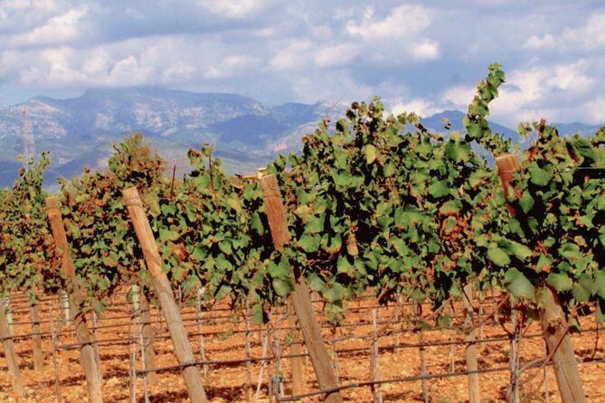 Sa Clasta Wine Tours, Mallorca - Potential Drawbacks and Considerations