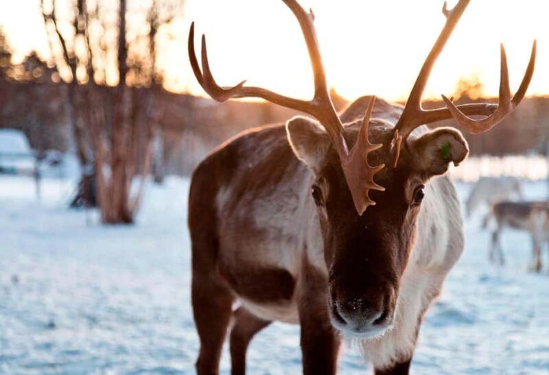 Saariselkä: Aurora Hunting & Reindeer Wilderness Experience - Key Points