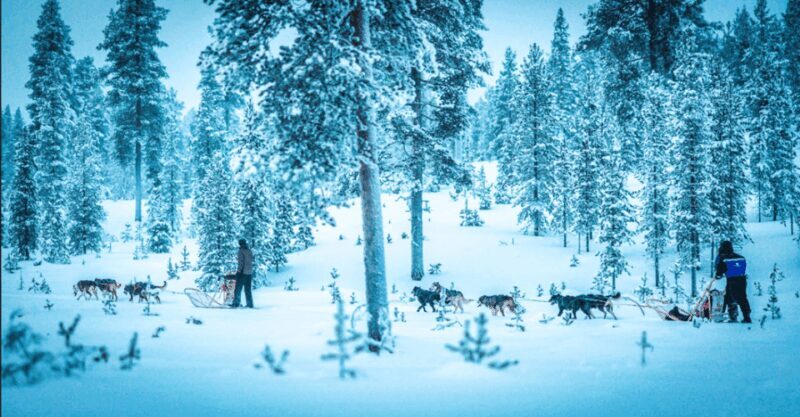 Saariselkä: Husky Safari with Aurora Borealis Hunt - What Makes This Tour Stand Out