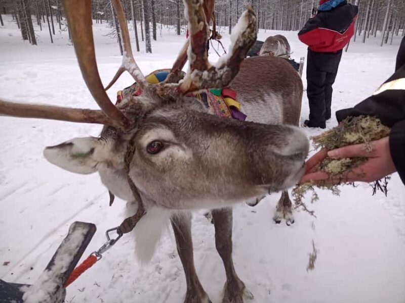 Saariselkä: Northern Lights & Reindeer Sledding Tour - Key Points