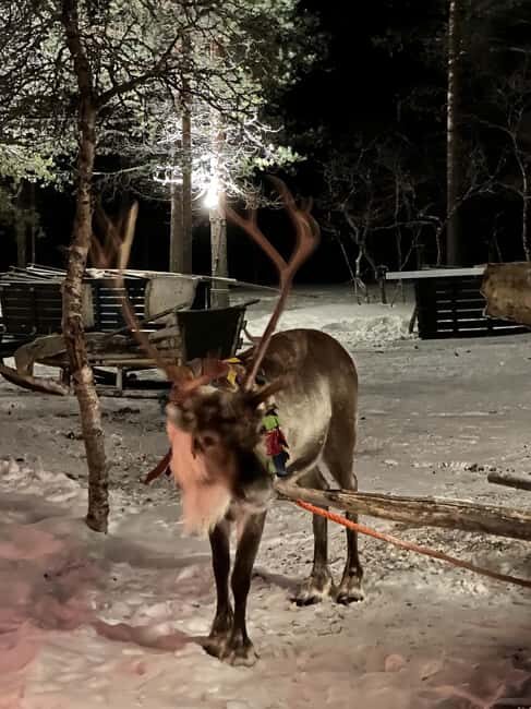 Saariselkä: Northern Lights & Reindeer Sledding Tour - The Sum Up
