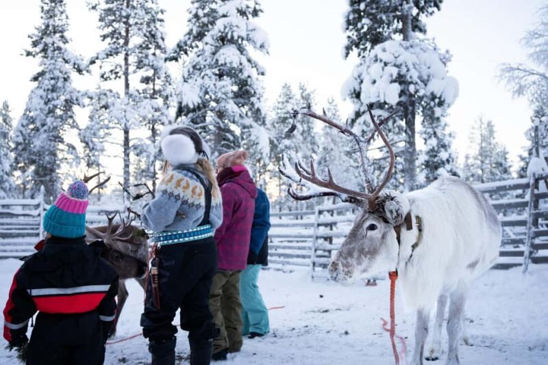 Saariselkä: Reindeer Farm Experience with Snack and Drinks - Who Will Love This Experience?