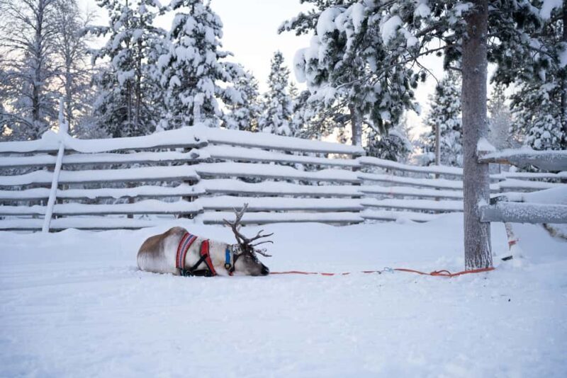 Saariselkä: Reindeer Farm Experience with Snack and Drinks - The Sum Up