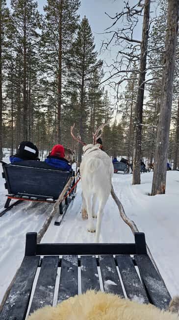 Saariselkä : Reindeer Sleigh Ride with Snacks & Hot Drink - A Close Look at the Reindeer Sleigh Ride Experience