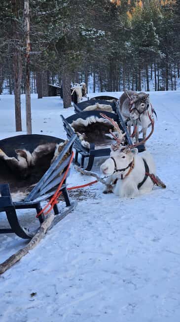 Saariselkä : Reindeer Sleigh Ride with Snacks & Hot Drink - FAQ