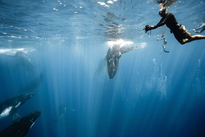 Sacred Experience Swimming with a Whale in Moorea - Key Points