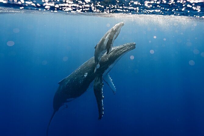Sacred Experience Swimming with a Whale in Moorea - Why the Small Group & Expert Guides Matter