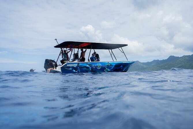 Sacred Experience Swimming with a Whale in Moorea - The Reviews: Authentic Insights