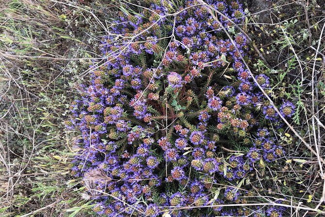 Safari 4x4 Camargue 2 hours - Saintes Maries de la Mer - Private Tour - FAQ