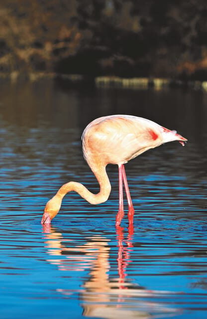 Safari 4x4 in Camargue / VIP Tour 3h30 / Grau du Roi - What the Reviews Say