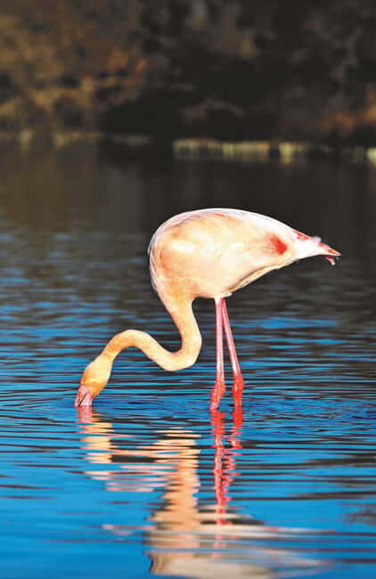 Safari 4x4 in Camargue / VIP Tour 3h30 / Grau du Roi - FAQ