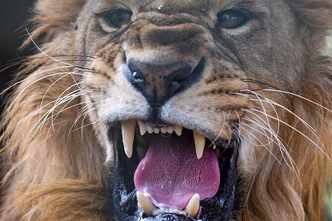 SAFARI Aquila Game Reserve - Round trip + Lunch incl. (Cape Town) - The Itinerary: What to Expect from Cape Town to Aquila