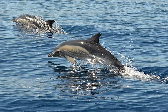 Safari & Boat Tour - Mountains & Dolphins - The Value of This Tour