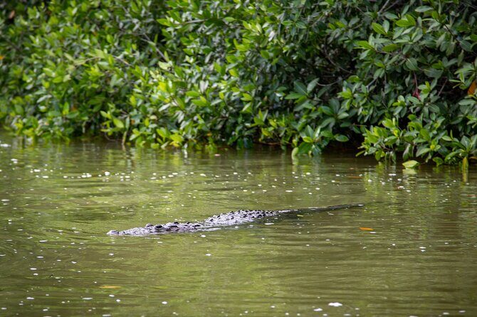 Safari in Rio Lagartos, Coloradas and Mayan Bath - Practical Tips for Future Travelers