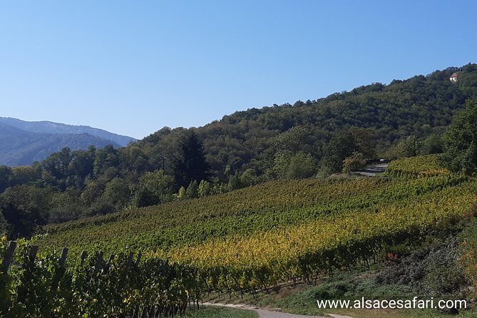 Safari-Tour Villages and vineyard, 1/2 day afternoon - Who Should Book This Tour?