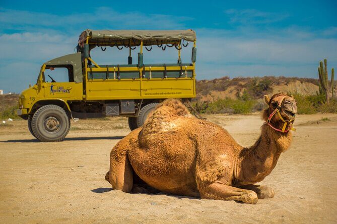 Safari with Camel Caravan to Explore Bajas Nature, Culture and Cuisine - The Practical Details
