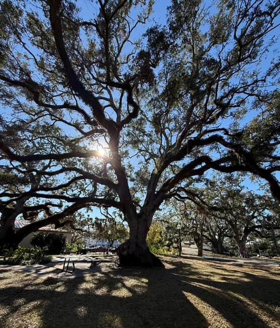 Safety Harbor: Food and Drink Tour with a Local Guide - Key Points