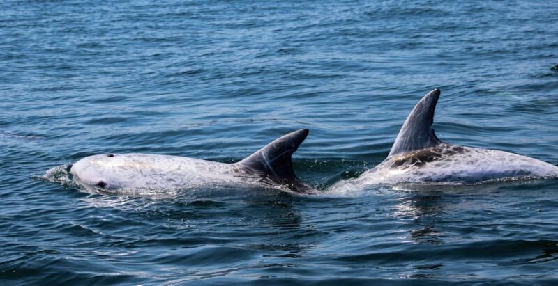 Sagres: Dolphin Watching Tour - The Experience in Detail