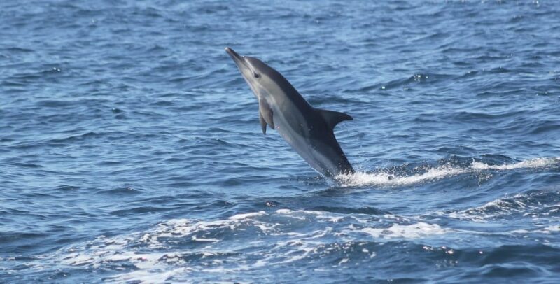 Sagres: Dolphin Watching Tour - Value and Practical Considerations