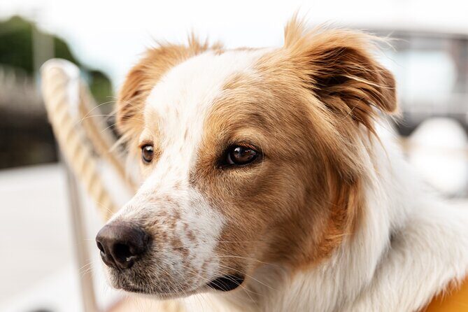 Sail Portland Maine's Lighthouse Cruise - FAQs