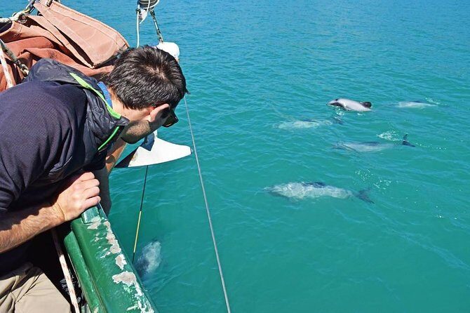 Sailing and Wildlife Tour Akaroa Fox II Sailing - The Fine Details: Practical Information