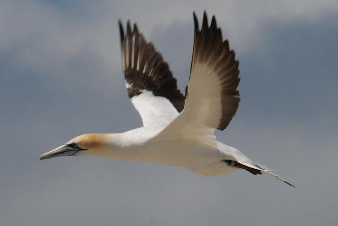 Sailing and Wildlife Tour Akaroa Fox II Sailing - The Sum Up