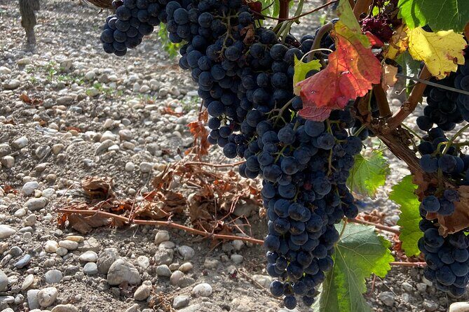 Saint Emilion Castle and Village Wine Tour - FAQs