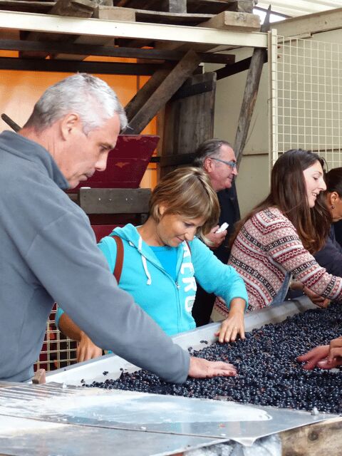 Saint-Emilion : Tasting of 4 wines in a family vineyard - The Sum Up — Is This Tour for You?