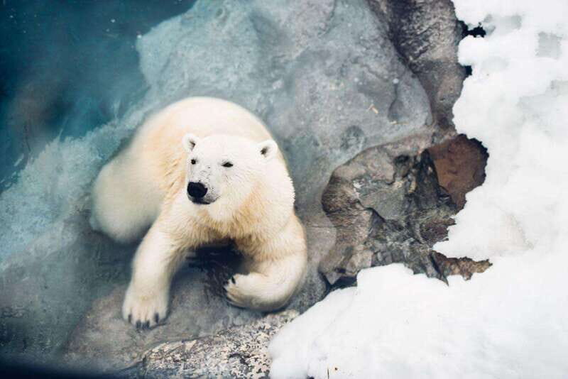 Saint Felicien: Admission to Zoo Sauvage - Key Points