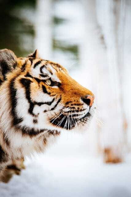 Saint Felicien: Admission to Zoo Sauvage - FAQ