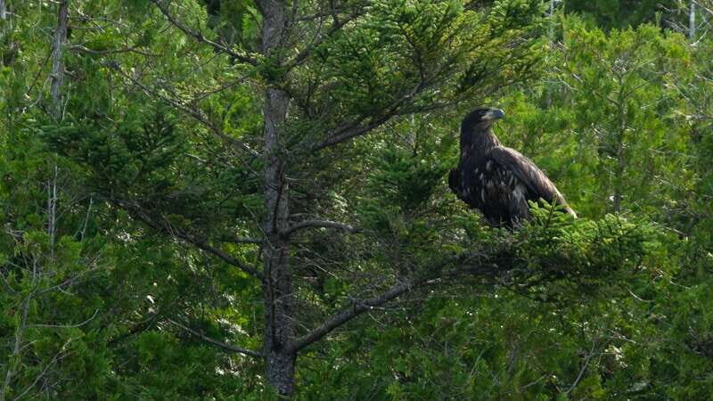 Saint John River: River Relics Kayak Tour - A Deep Dive into the Saint John River Kayak Experience