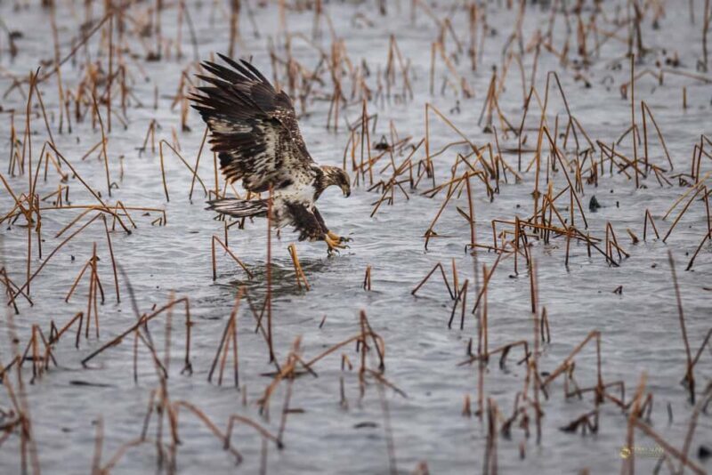 Saint Joseph: Missouri Eagle Waterfowl Photography Tour - Key Points