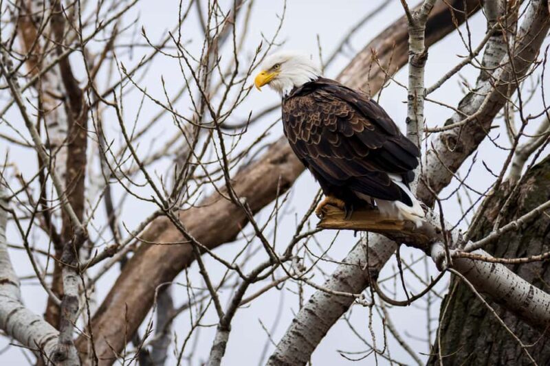 Saint Joseph: Missouri Eagle Waterfowl Photography Tour - An In-Depth Look at the Missouri Eagle Waterfowl Photography Tour
