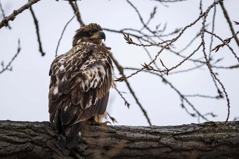 Saint Joseph: Missouri Eagle Waterfowl Photography Tour - Final Thoughts on Value and Experience