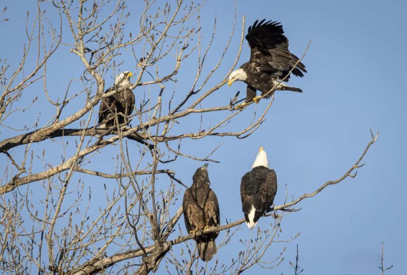 Saint Joseph: Missouri Eagle Waterfowl Photography Tour - FAQ