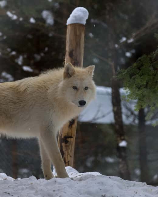 Sainte-Apolline-de-Patton: Guided Wolf Sanctuary Tour - Key Points