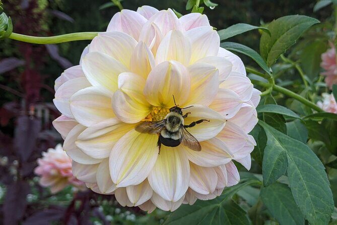 Salem Vintage Postcard Tours - Who Will Love This Tour?