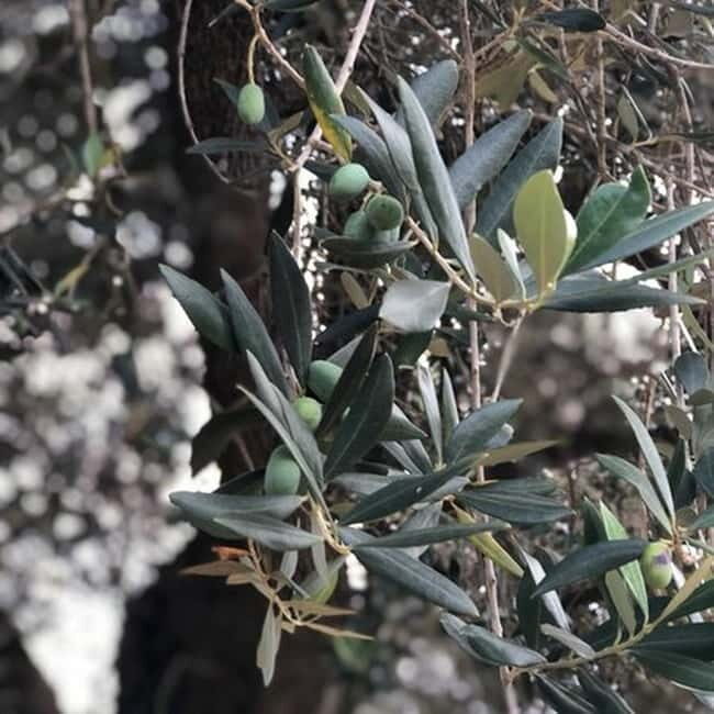 Salento: Olive Oil Mill Walking Tour with Tastings - Who Should Book This Tour?