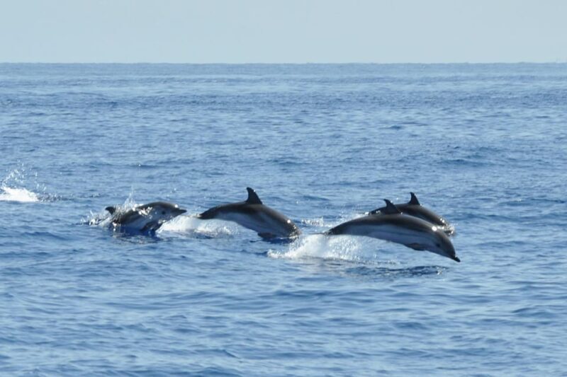 Salina Panarea Stromboli by night - The Value of This Tour: What Travelers Should Know