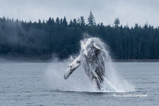 Salish Sea Whale Watching Tour in Campbell River - The Vessel and Seating Options