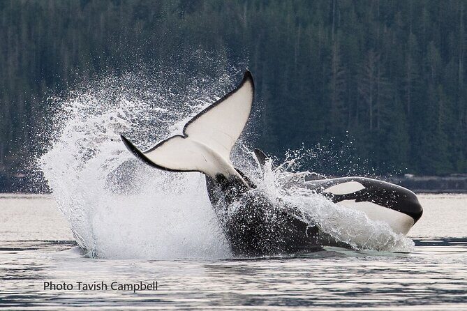 Salish Sea Whale Watching Tour in Campbell River - The Cultural Connection