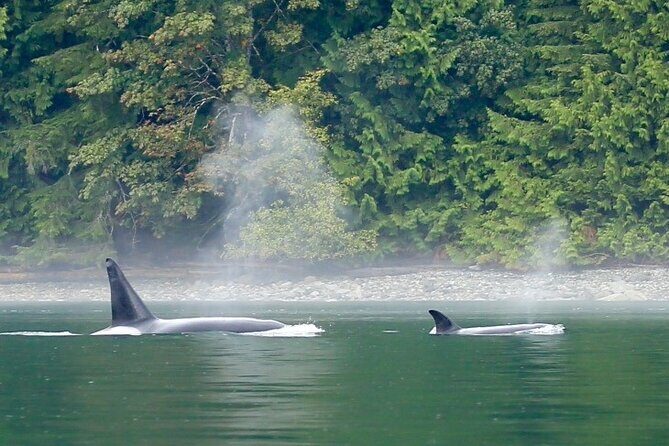 Salish Sea Whale Watching Tour in Campbell River - The Experience and Atmosphere