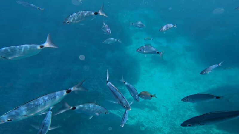 Salou: Private Zodiac Boat Trip Through the Coves of Salou - Practical Considerations