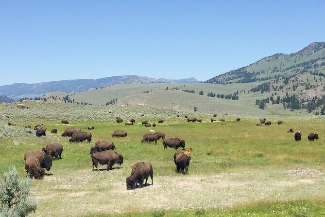 Salt Lake City to Yellowstone and Grand Teton 3 Day Tour - Final Thoughts: Who will love this tour?