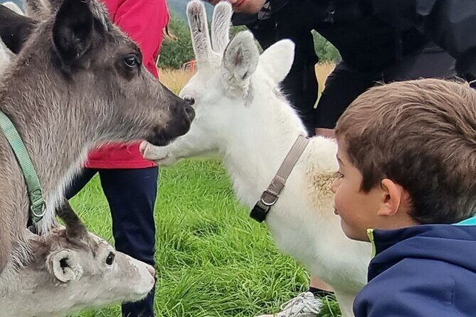 Sami Culture and Reindeer Cuddles Experience - Key Points