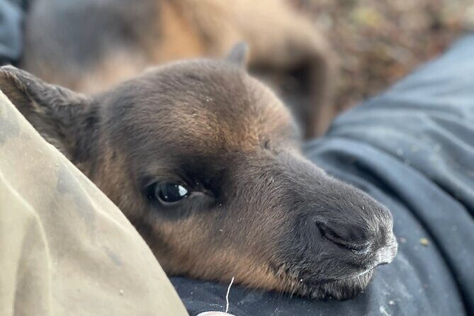 Sami Culture and Reindeer Cuddles Experience - Practical Considerations