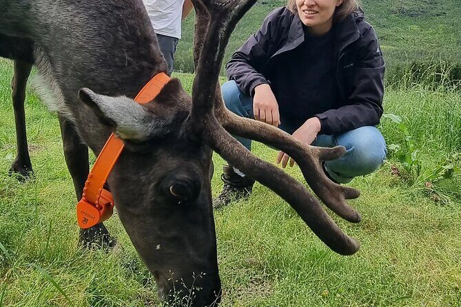 Sami Culture and Reindeer Cuddles Experience - FAQ