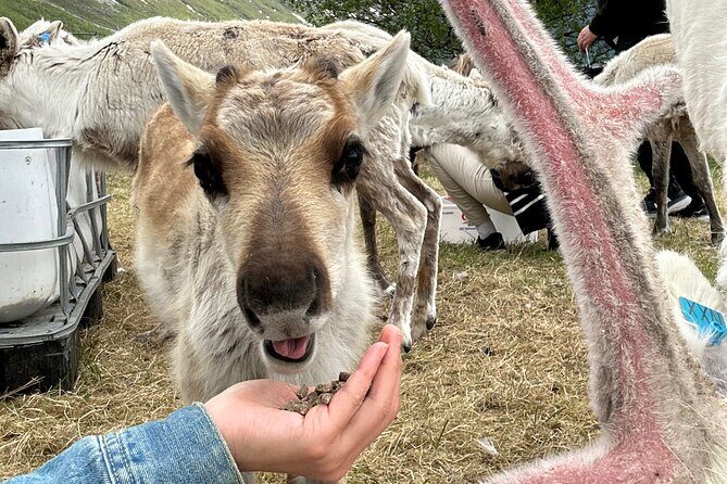 Sami Culture and Reindeer Cuddles Experience - Final Thoughts