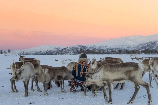 Sami Culture and Short Reindeer Sledding from Tromso - Practicalities and Tips